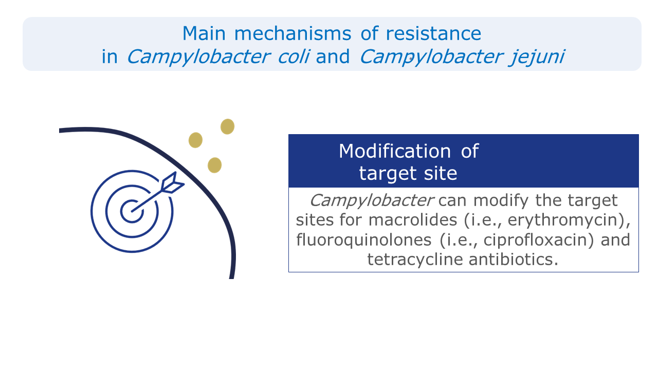 campylobacter resistance