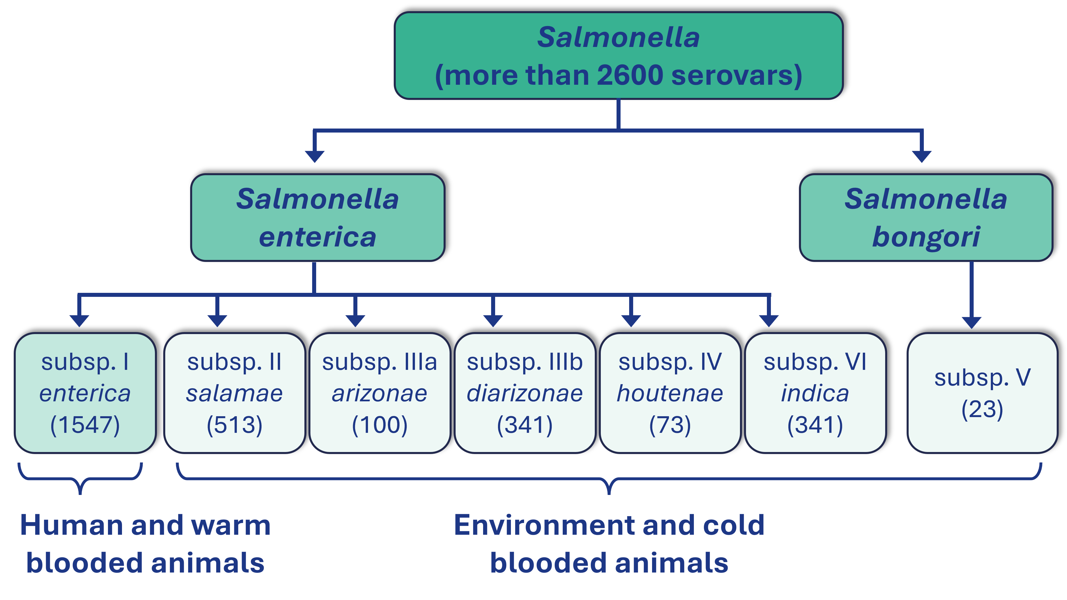 Salmonella