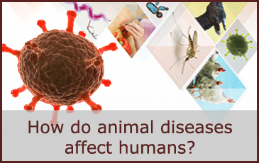 Animal Diseases | EFSA | European Food Safety Authority